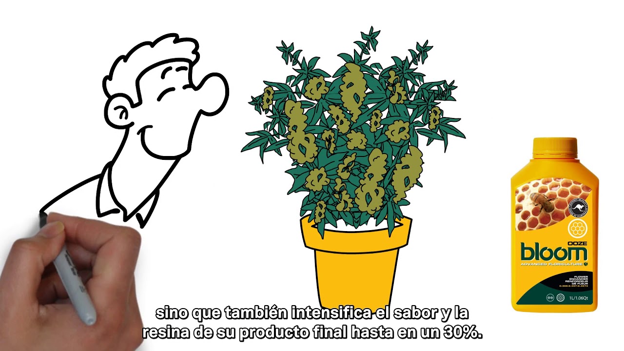 Bloom Ooze - Product Video (Spanish Subtitles) - YouTube