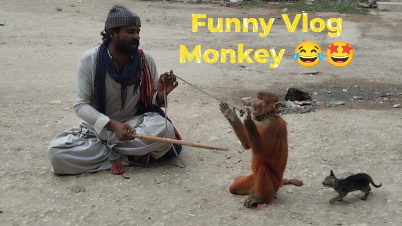 Funny Monkey Dance & Acting| Bandar Madari Ka khel|🤣 Monkey Vlog comedy Video - YouTube