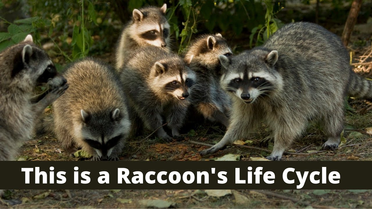 This is the Life Cycle of a Raccoon - YouTube