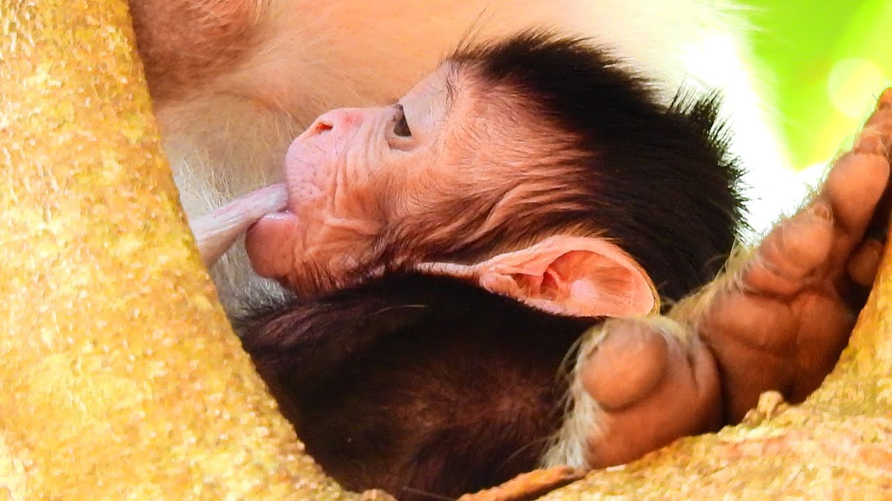 VERY ADORABLE BABY VENUS TRY GET FRESH MILK ON THE TREE WITH MOMMA ...