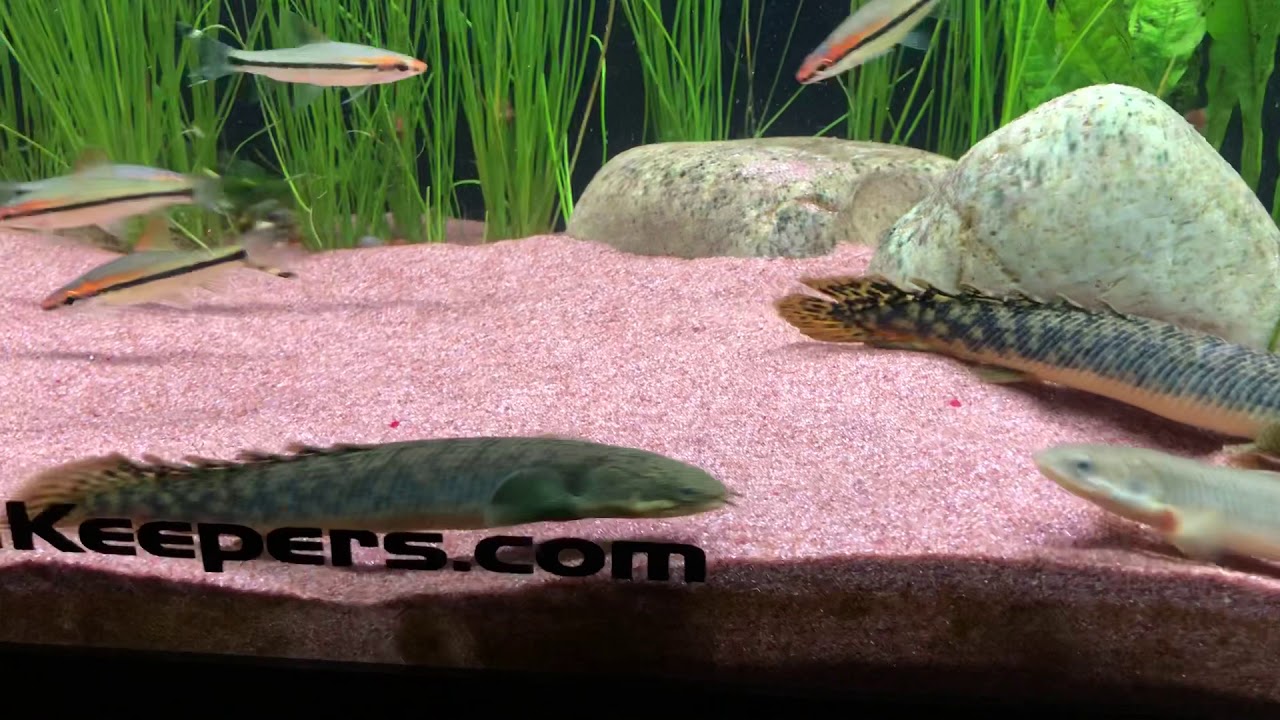 Polypterus tank - YouTube