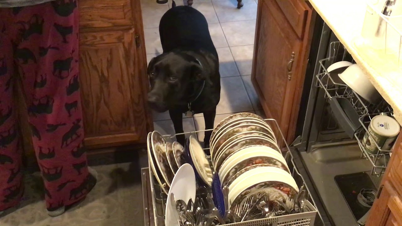Dog Washing Dishes - Eco Friendly Dishwasher - YouTube