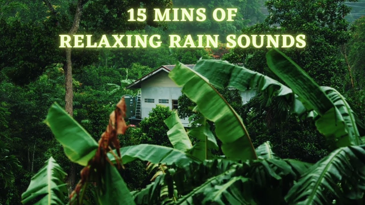 15 mins of Relaxing Rain Sounds In Forest. Deep Relaxing Video - YouTube