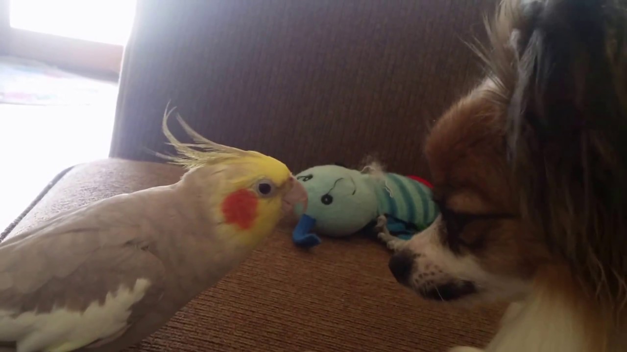 Sweet Cockatiel Sings & Talks to His Puppy Friend :3 - YouTube