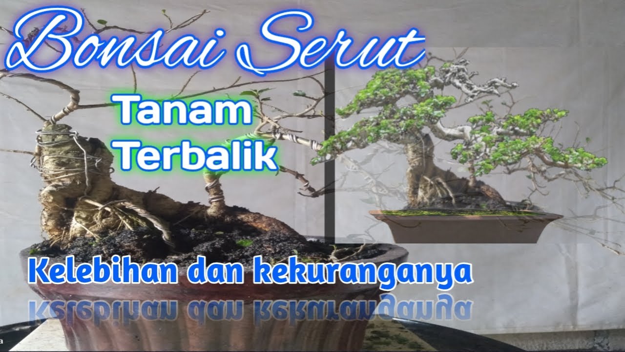 Bonsai Serut Tanam Terbalik || kekurangan dan keleb8hanya || upside ...