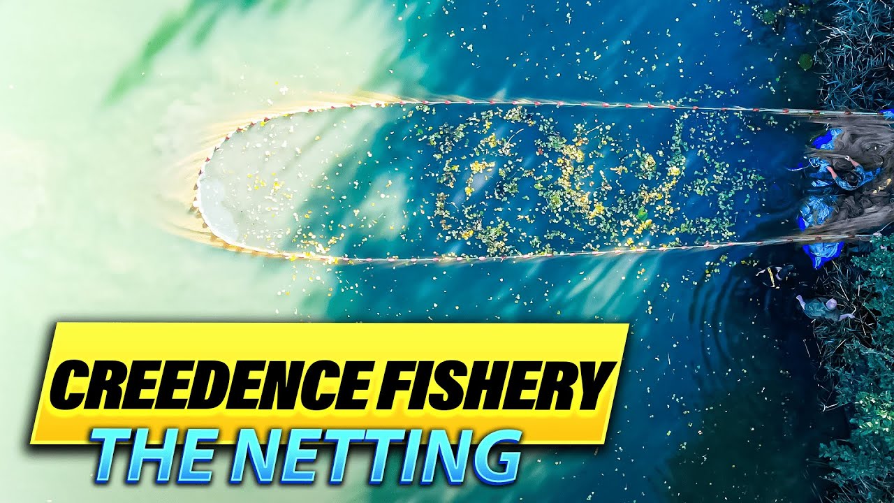 Creedence Fishery | 2023 October Netting - YouTube