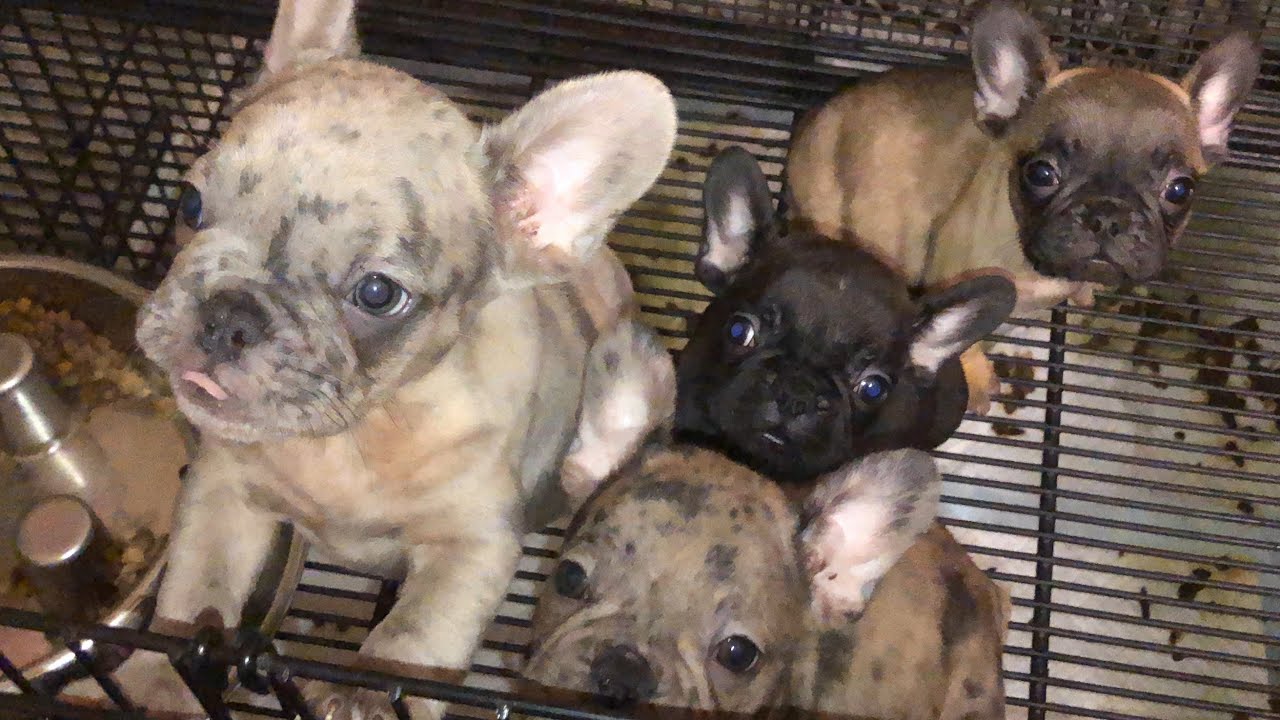 Frenchie puppies at 9 weeks old ! - YouTube