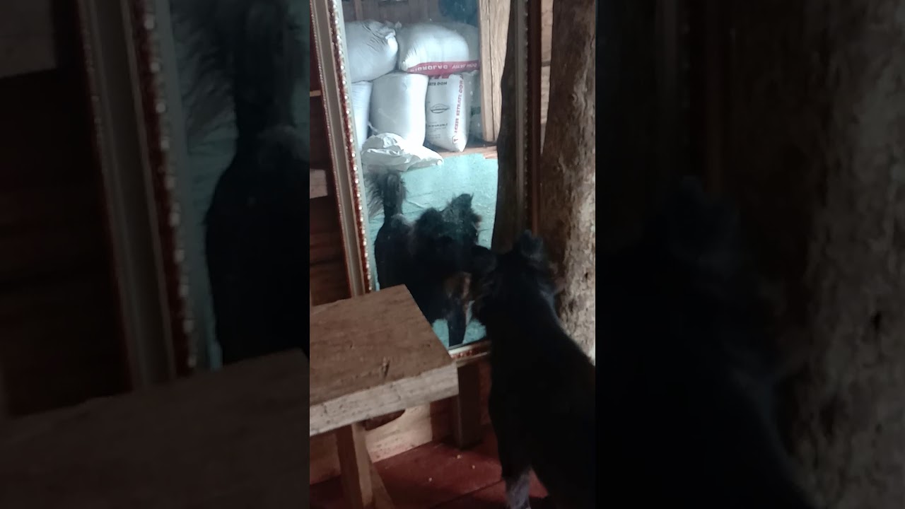 asong galit sa sarili - YouTube