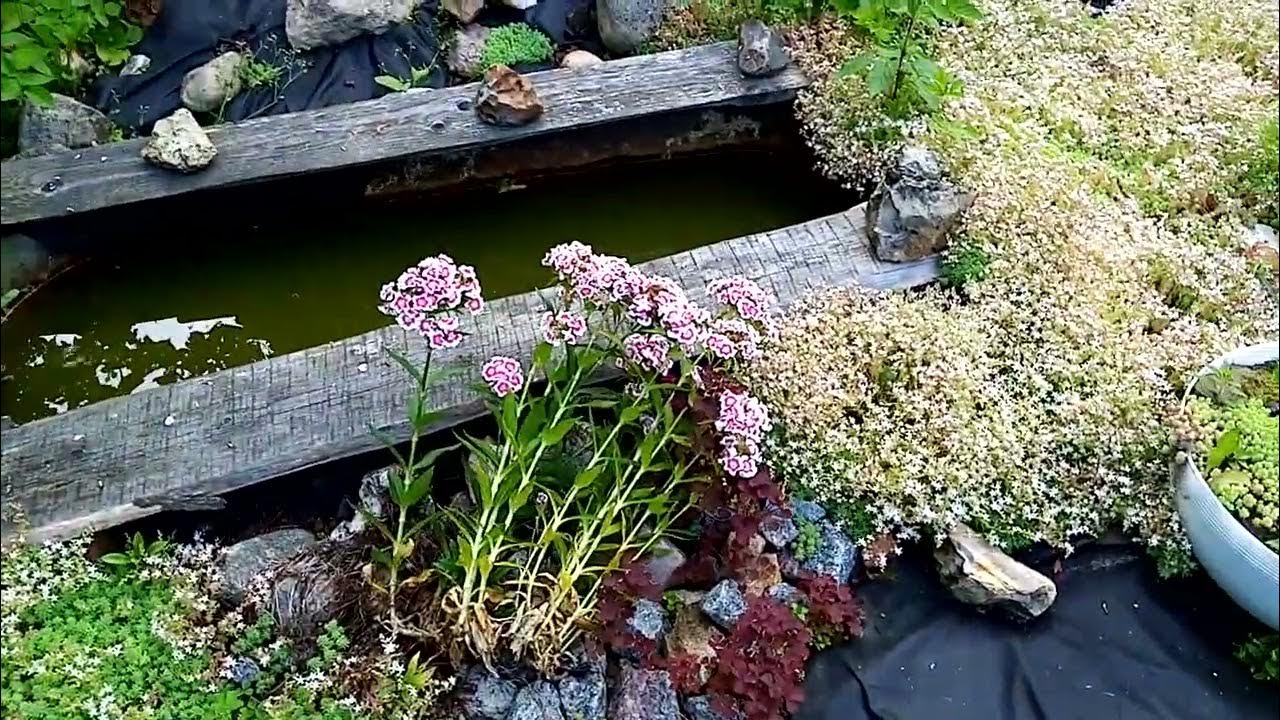 клематис жгучий белое облако в саду - YouTube