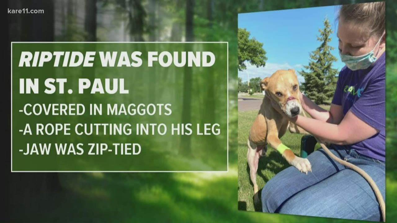 $5,000 reward for information on Riptide, a dog found tied to a tree ...