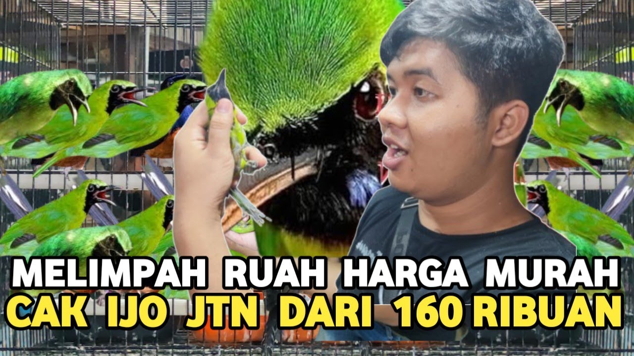 SAMBUT TAHUN BARU HARGA CUCAK IJO JTN DARI 160 RIBUAN DI PASAR BURUNG PRAMUKA - YouTube