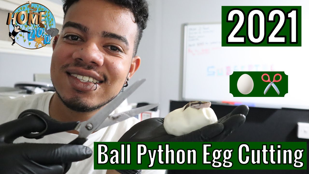 Ball Python Egg Cutting - 2020/2021 Season - Butter x Pied - - YouTube