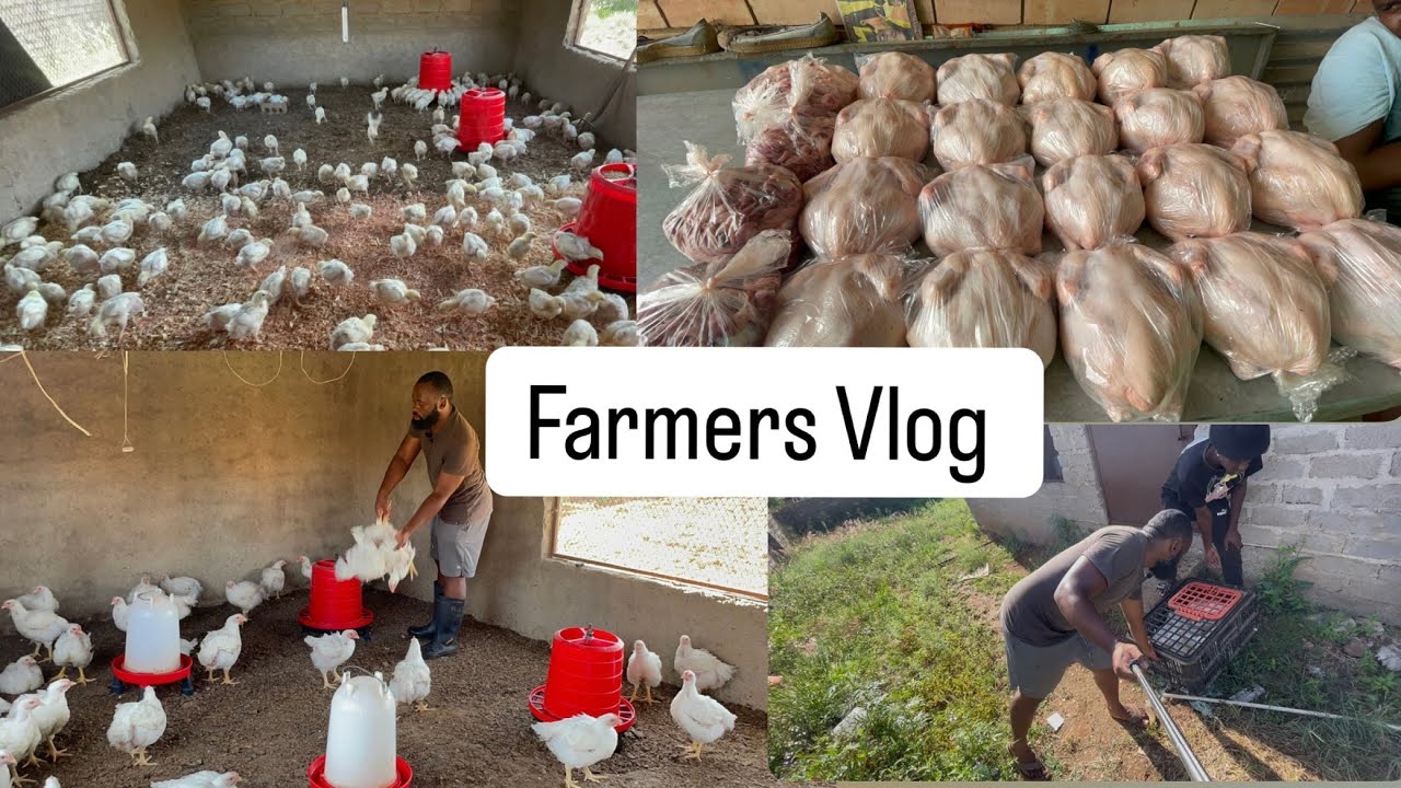 Farm Life Vlog | How I Make Money Selling Chickens | Profitable Poultry ...