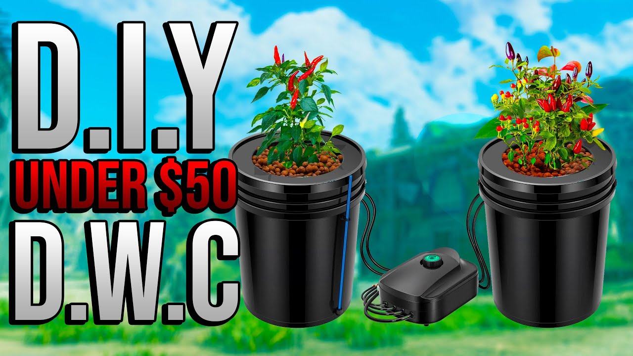 Build a DWC Bucket for Under $50! Affordable DIY Hydroponics Made Easy ...