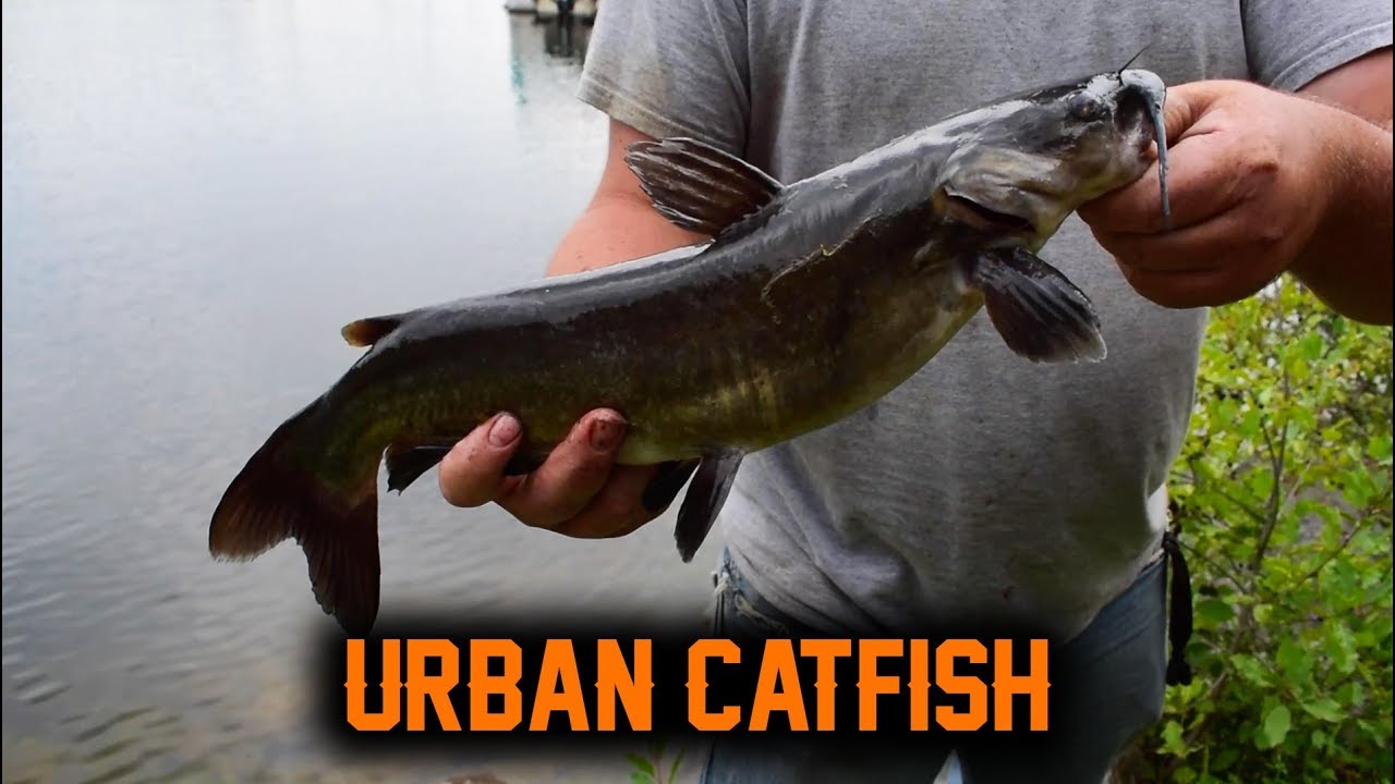 Fishing For URBAN Catfish In Ottawa - YouTube