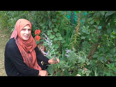 Hebe Veronica & Rus Adaçayı | Bakımı, Nasıl Yetiştirilir? (Perovskia atriplicifolia) Bahçemde Gezi