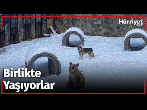 Bozayı ve Kurdun Kar Eğlencesi!
