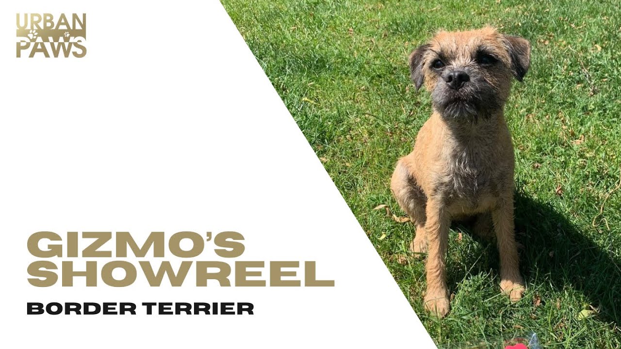 Gizmo (Border Terrier) Showreel - YouTube