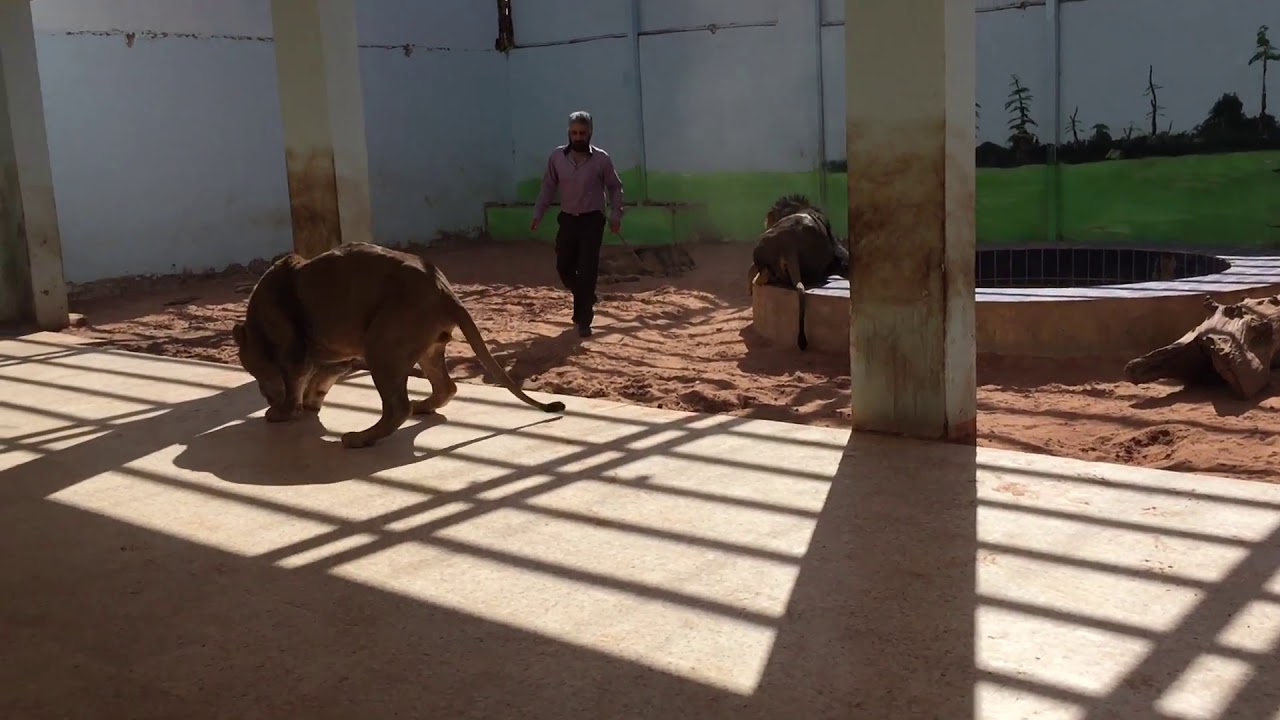 sehnsuchtwelt: Im Zoo von Amman - YouTube