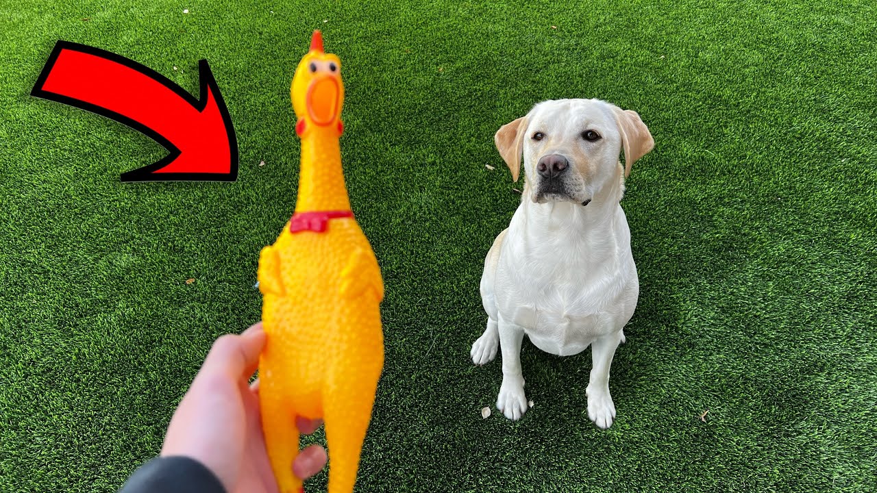 LABRADOR VS. THE RUBBER CHICKEN!! - YouTube