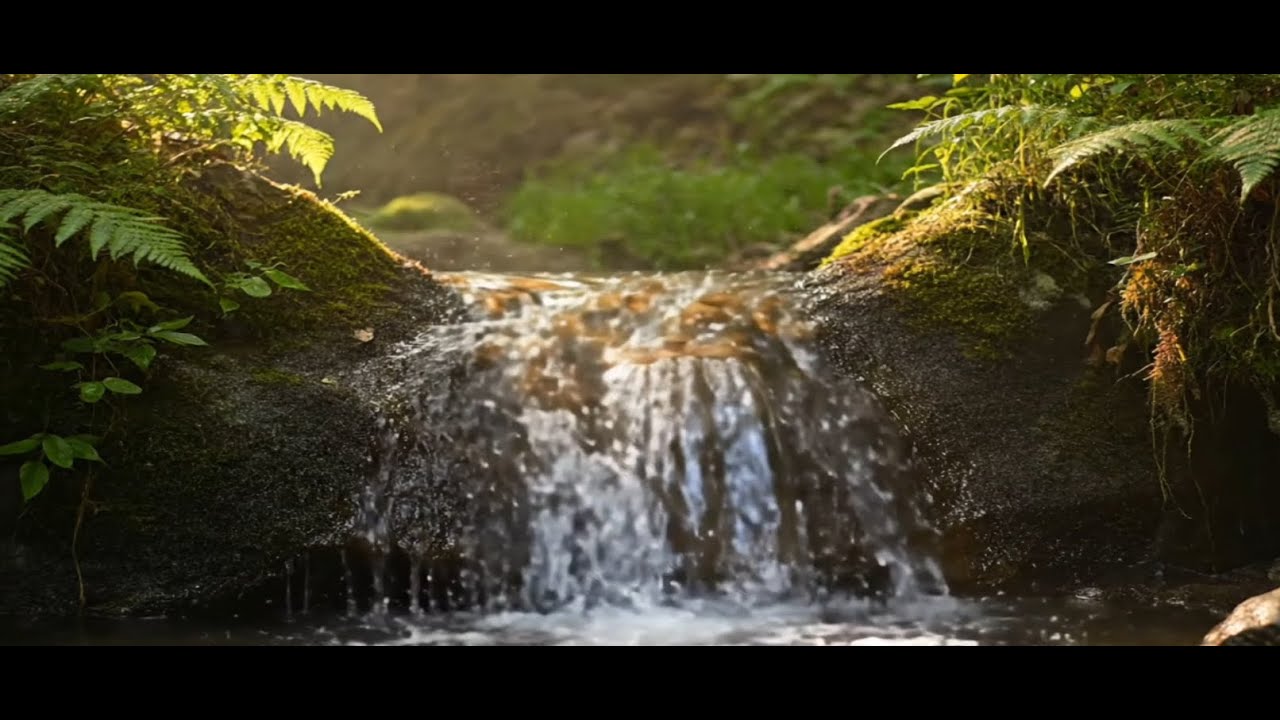 🌿 Forest Peaceful Stream and Birds | Nature Sounds for Deep Relaxation ...