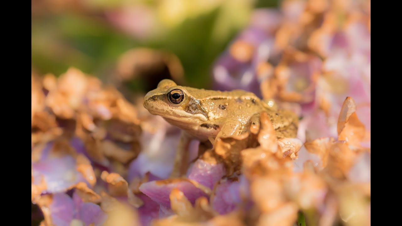 Coqui Sounds!! Sonido del coqui!! made in Puerto Rico! - YouTube