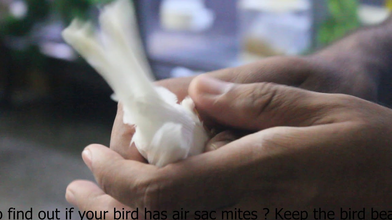 Air Sac Mites Treatment in Canary and Finches | BVK Birds Bangalore ...