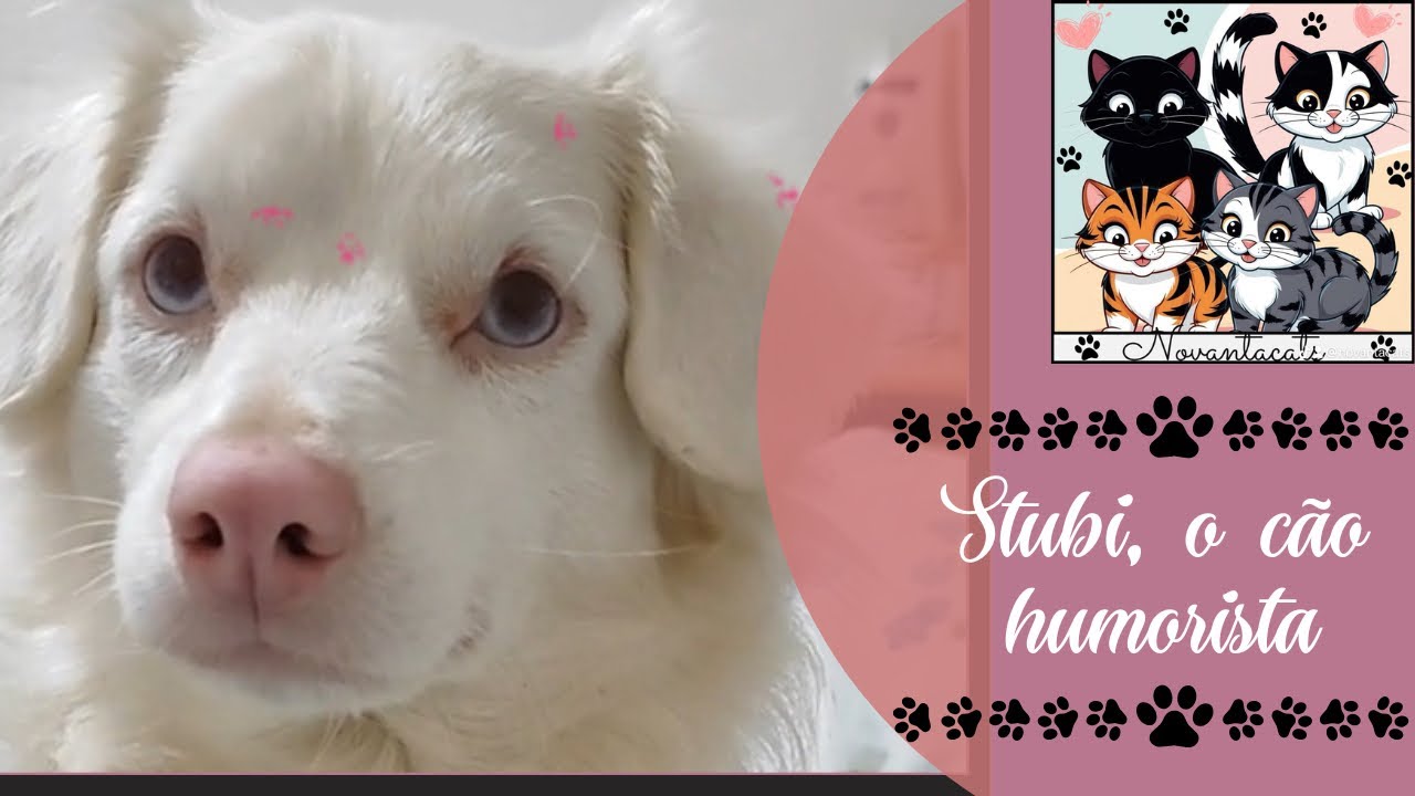 Stubi, o cão humorista. - YouTube