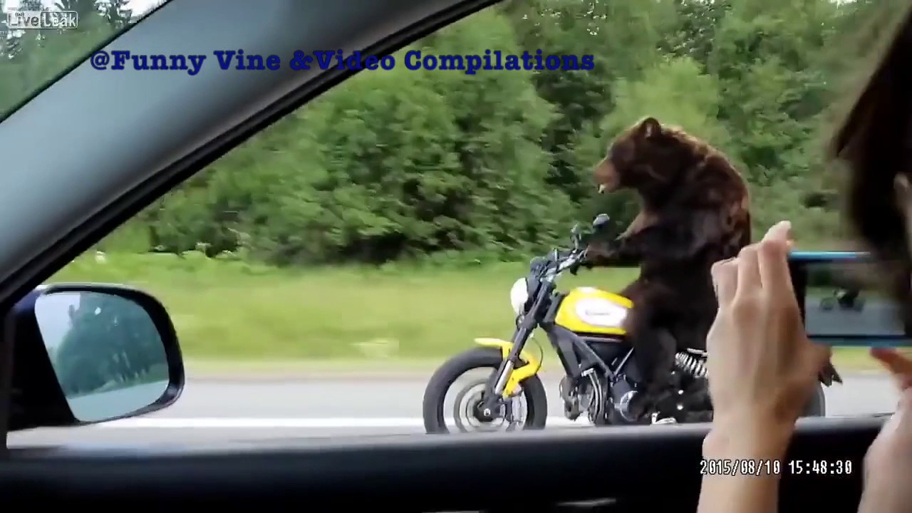 A Bear Riding A Motorcycle On The Freeway - YouTube