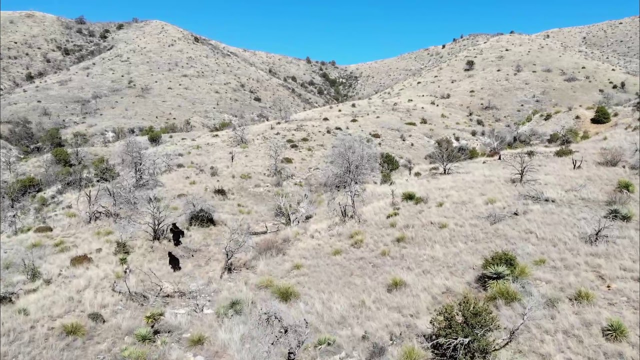 Mountain Cow in the Buckhorn Basin - YouTube