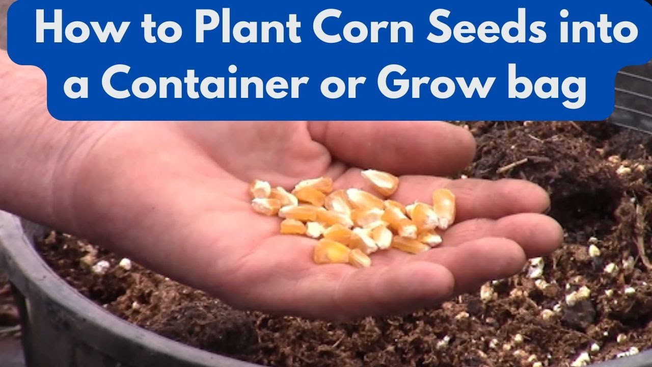 How to Plant Corn Seeds into a Container or Grow bag - YouTube