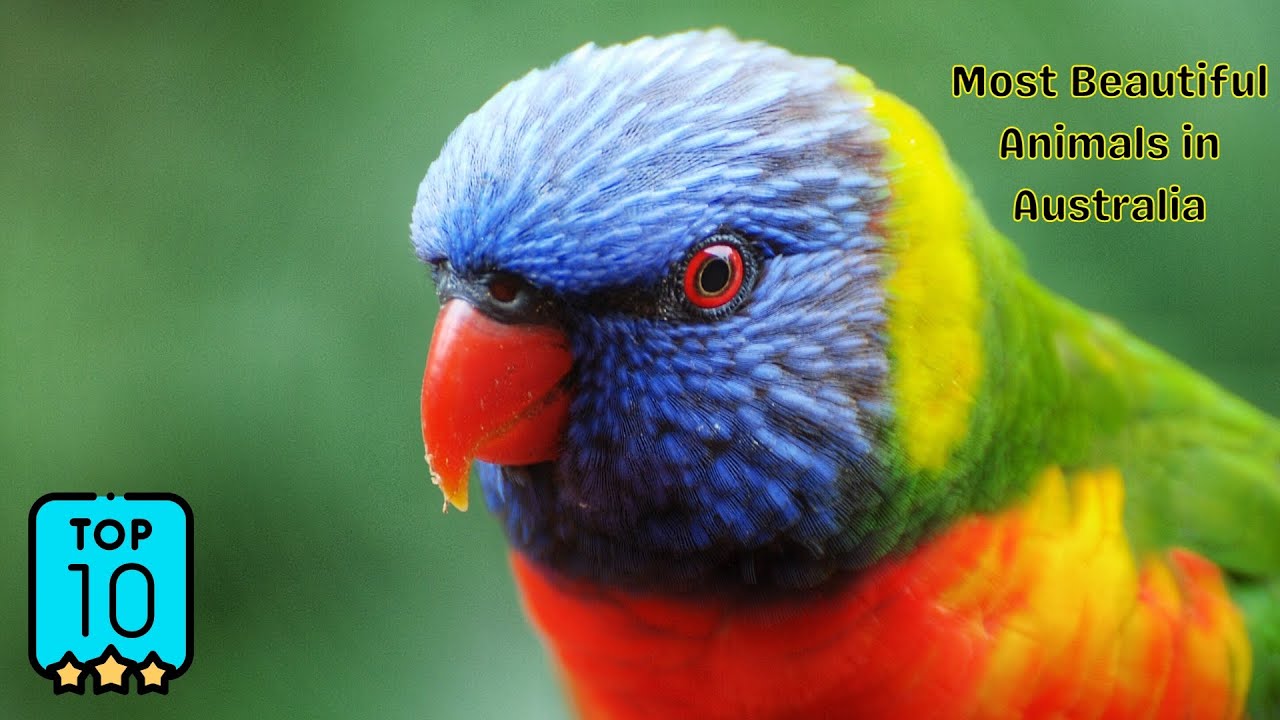 Top 10 Most Beautiful Animals in Australia | MUST-SEE Australian ...