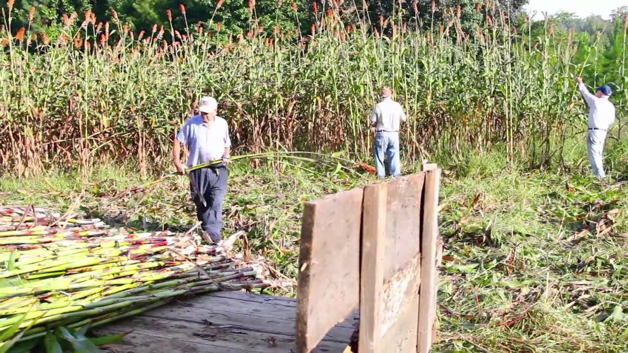 Cutting Cane - YouTube