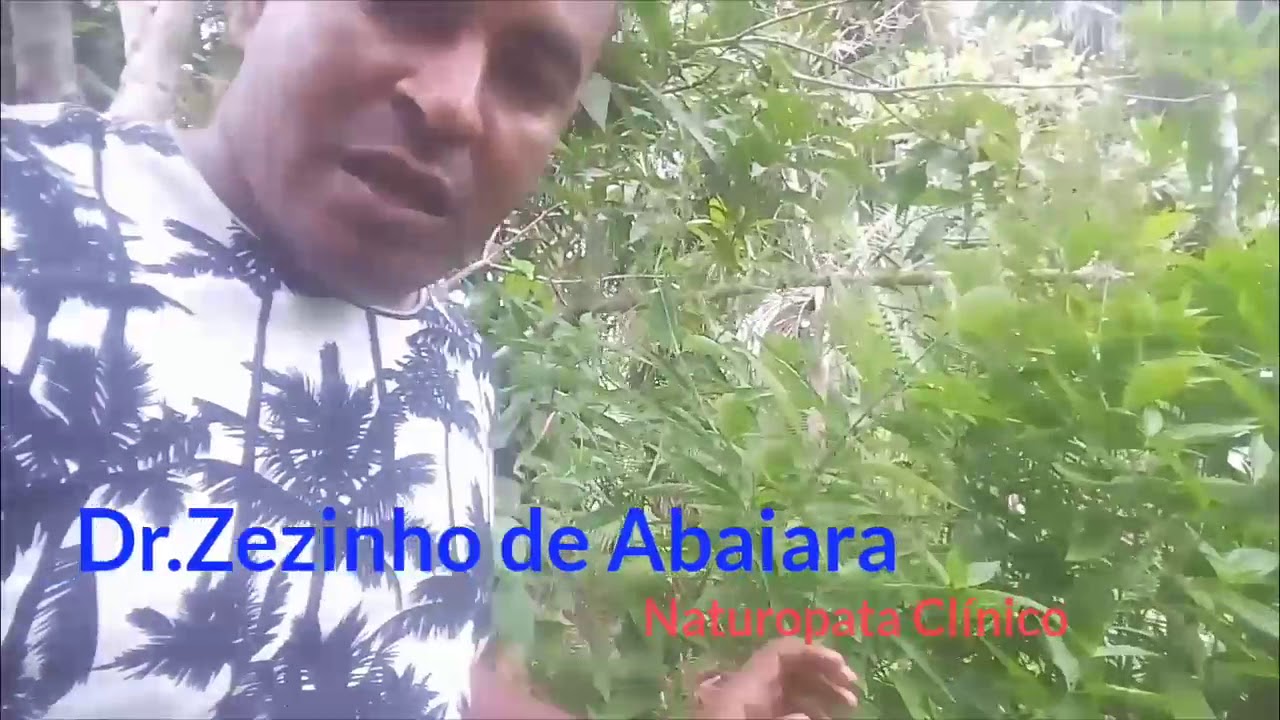 PLANTA SARA TUDO- CONHEÇA AS 3 GRANDES FUNÇÕES DESTA PLANTA - YouTube