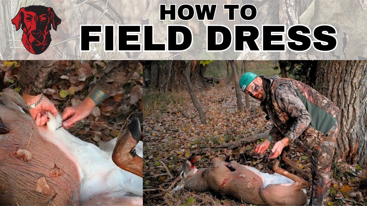 How to Field Dress a Deer - with Red Dog Outfitters in Kansas - YouTube