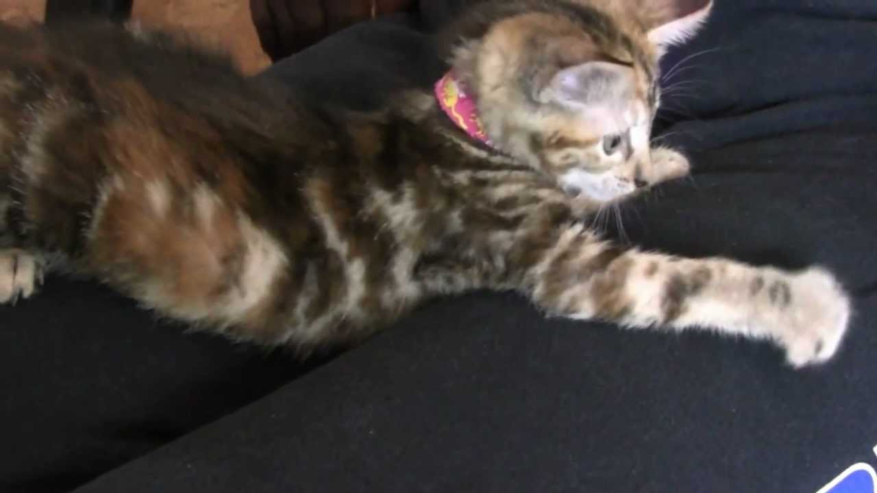 Farting kitten!! - YouTube