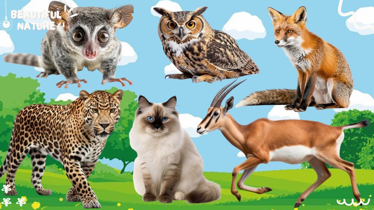 Funniest Animal Sounds In Nature: Camel, Gazelle, Kangaroo, Giraffe ...