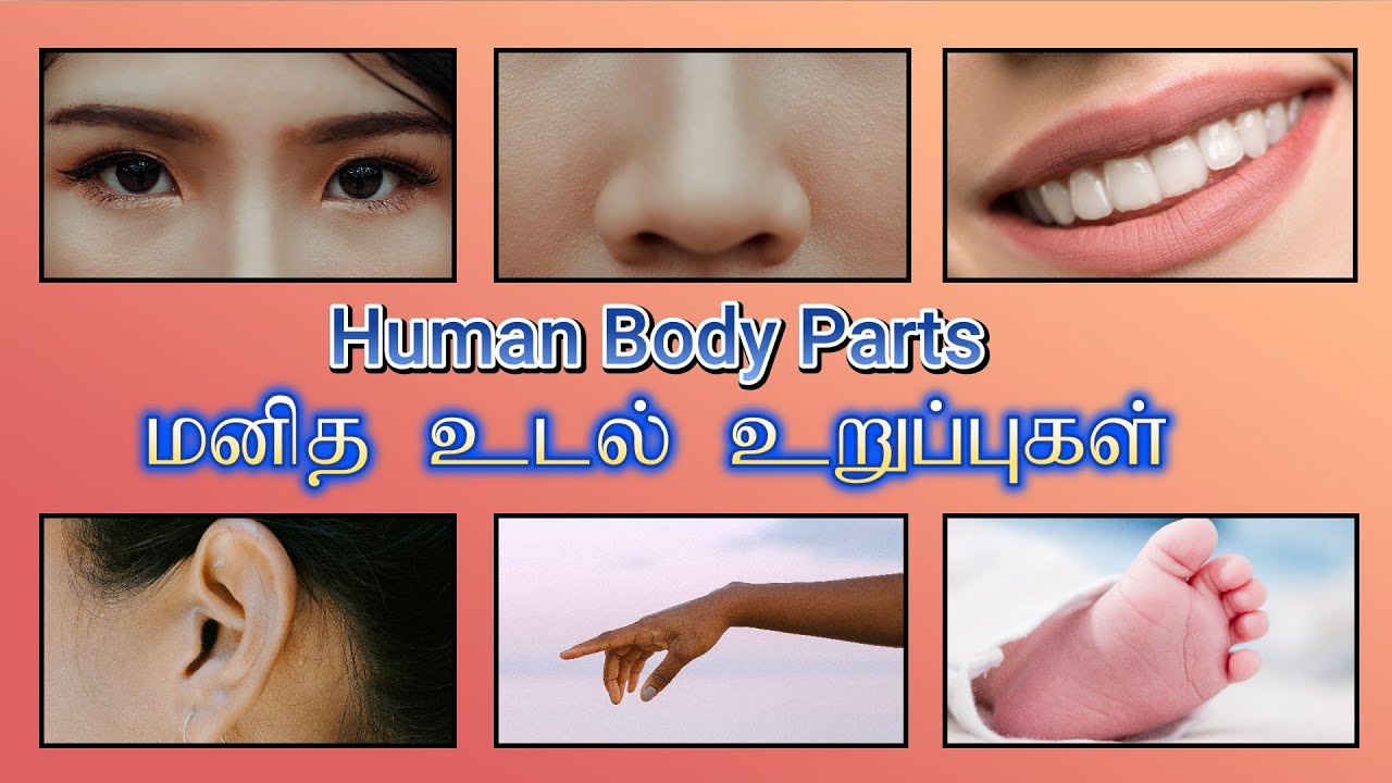 மனித உடல் உறுப்புகள்/Learn Human body parts with Tamil names - YouTube