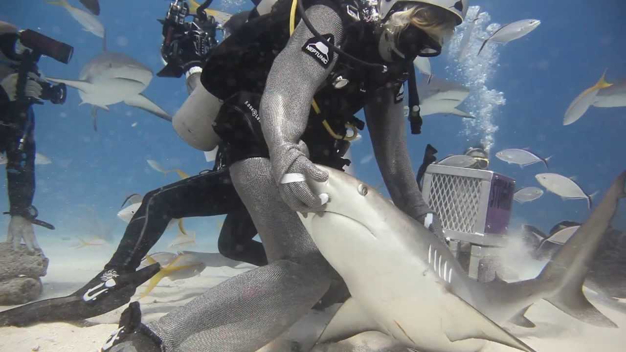 Live Travel - Shark Diving Bahamas Tonic - YouTube