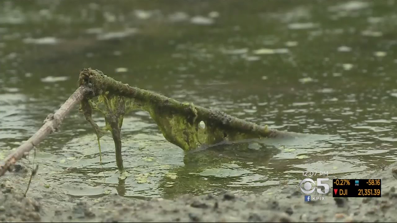 TOXIC ALGAE: Park officials have been forced to bar access to Oakland's ...