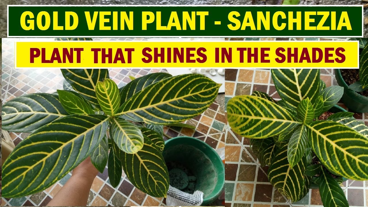 THE PLANT THAT SHINES IN THE SHADES | SANCHEZIA GOLD VEIN PLANT | ZEBRA ...