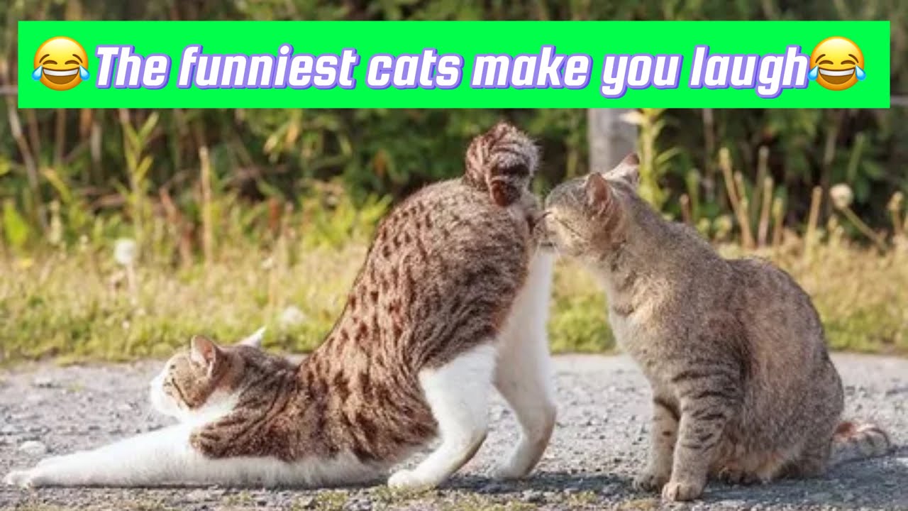 😂The funniest cats make you laugh😂 Funny cts😂 Funny videos cats😂 - YouTube