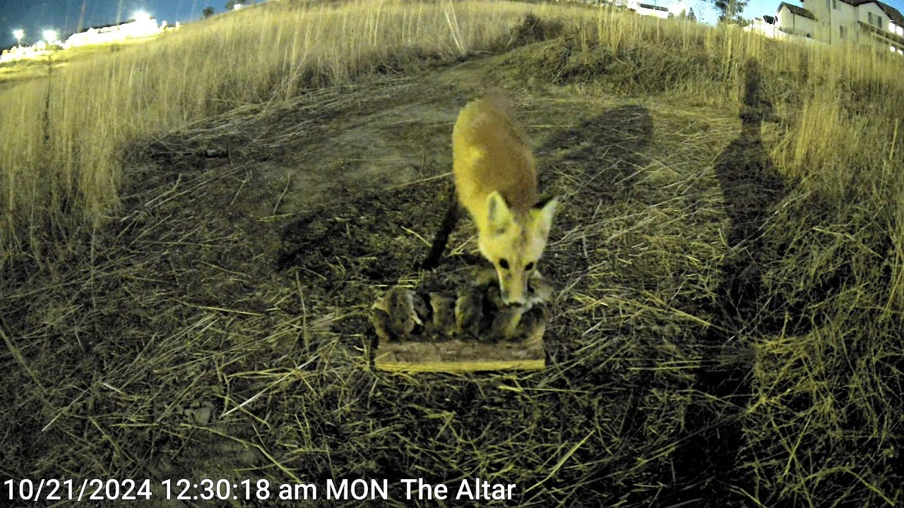 Wild fox eats large pile of pocket gophers - YouTube