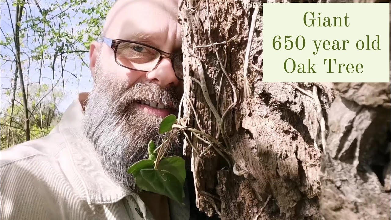 Massive Oak tree visit - 650 years old. Collecting Nettles for Tea ...
