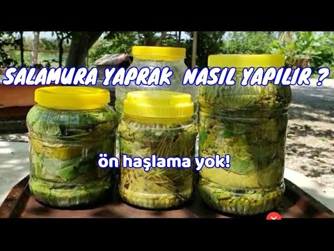 Salamura Yaprak haşlamadan  nasıl yapılır? Fermented Grape Leaves  Weinblätter in Salzlake einlegen