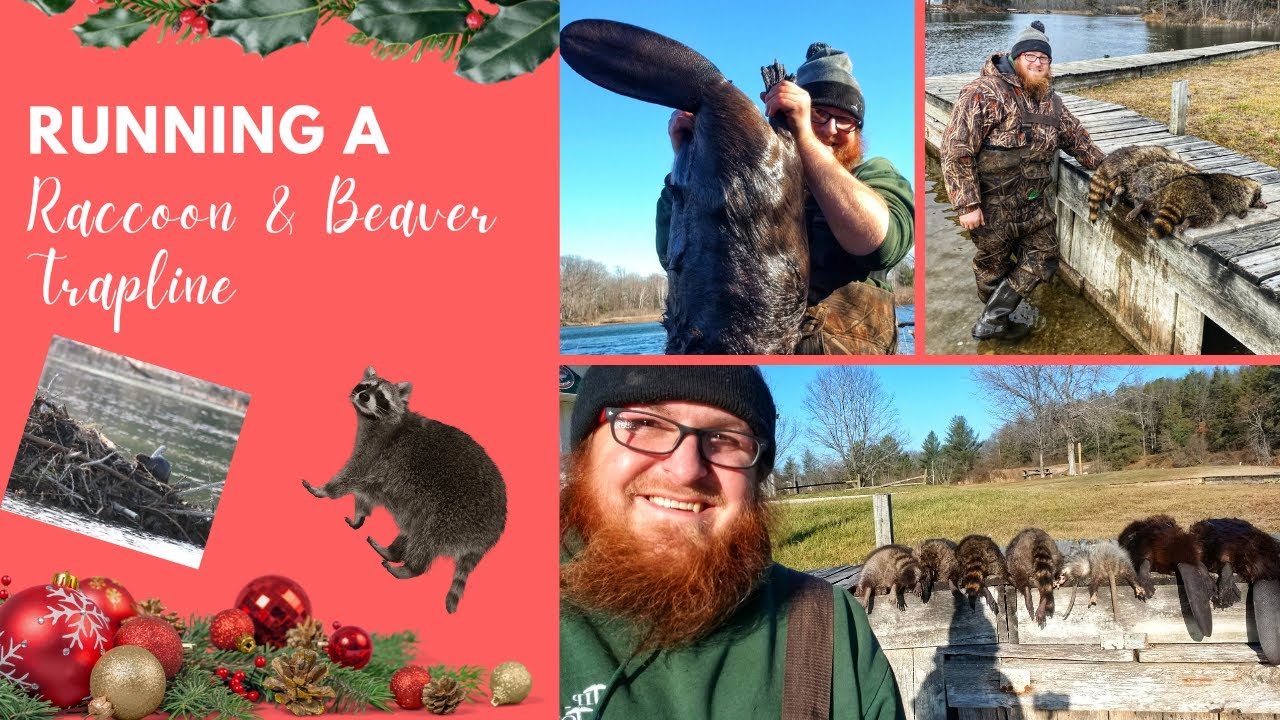 Raccoon & Beaver Trapping On The River Part 2 - YouTube