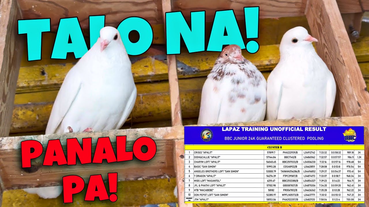 HIMALA ANG NAGPANALO SA KALAPATI KO #kalapati #pigeon - YouTube