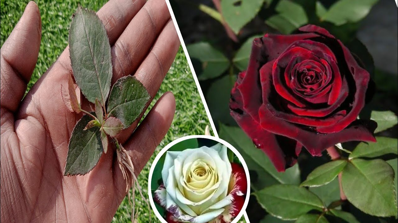 How To Grow Dark Red Roses From Leaf || grow rose leaves from Aloevera ...