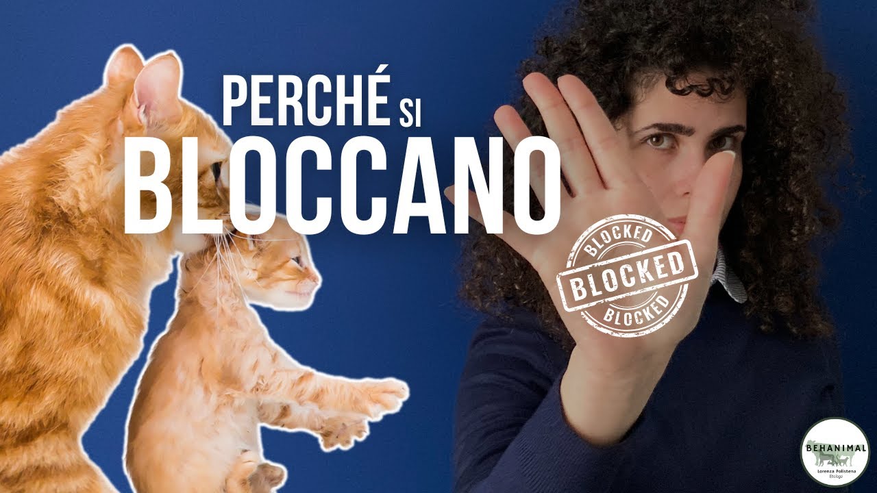 GATTI presi per la COLLOTTOLA: perché si BLOCCANO? - YouTube