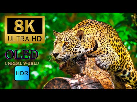 8K Ultra HD Dünyanın En Güzel Yerleri - The Coolest 8K Video ULTRA HD